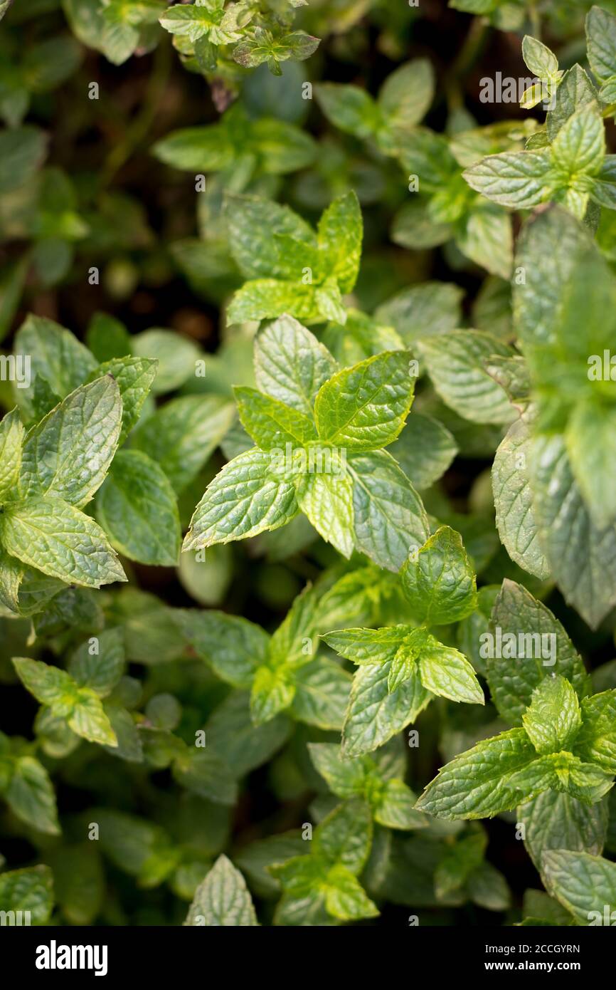 Basil leaf hi-res stock photography and images - Alamy