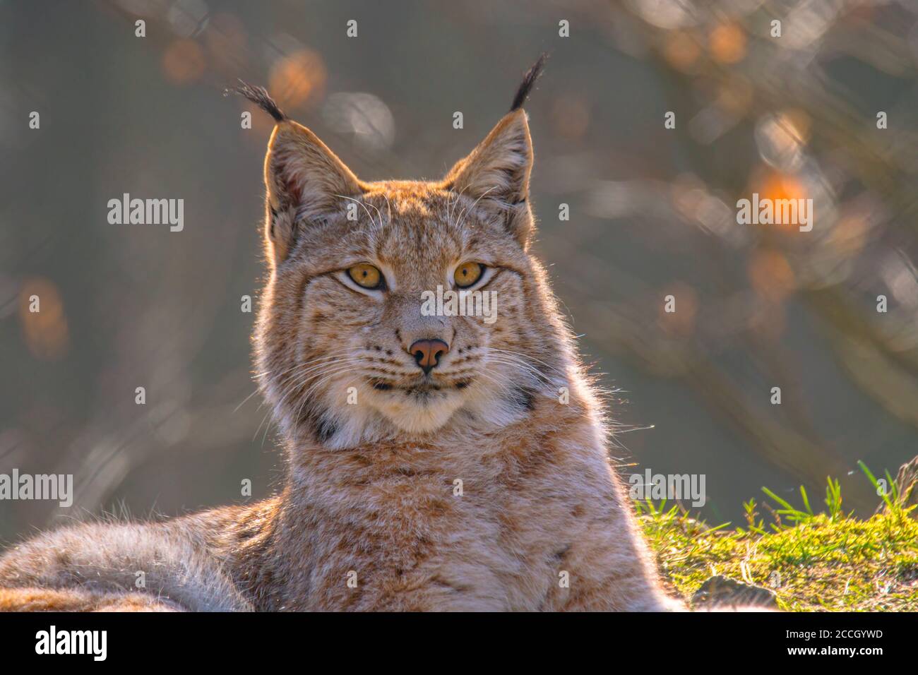 cute young lynx in the colorful wilderness forest Stock Photo - Alamy