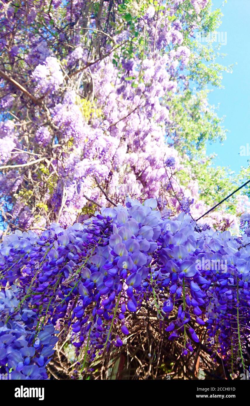 Purple hanging flowers hi-res stock photography and images - Alamy
