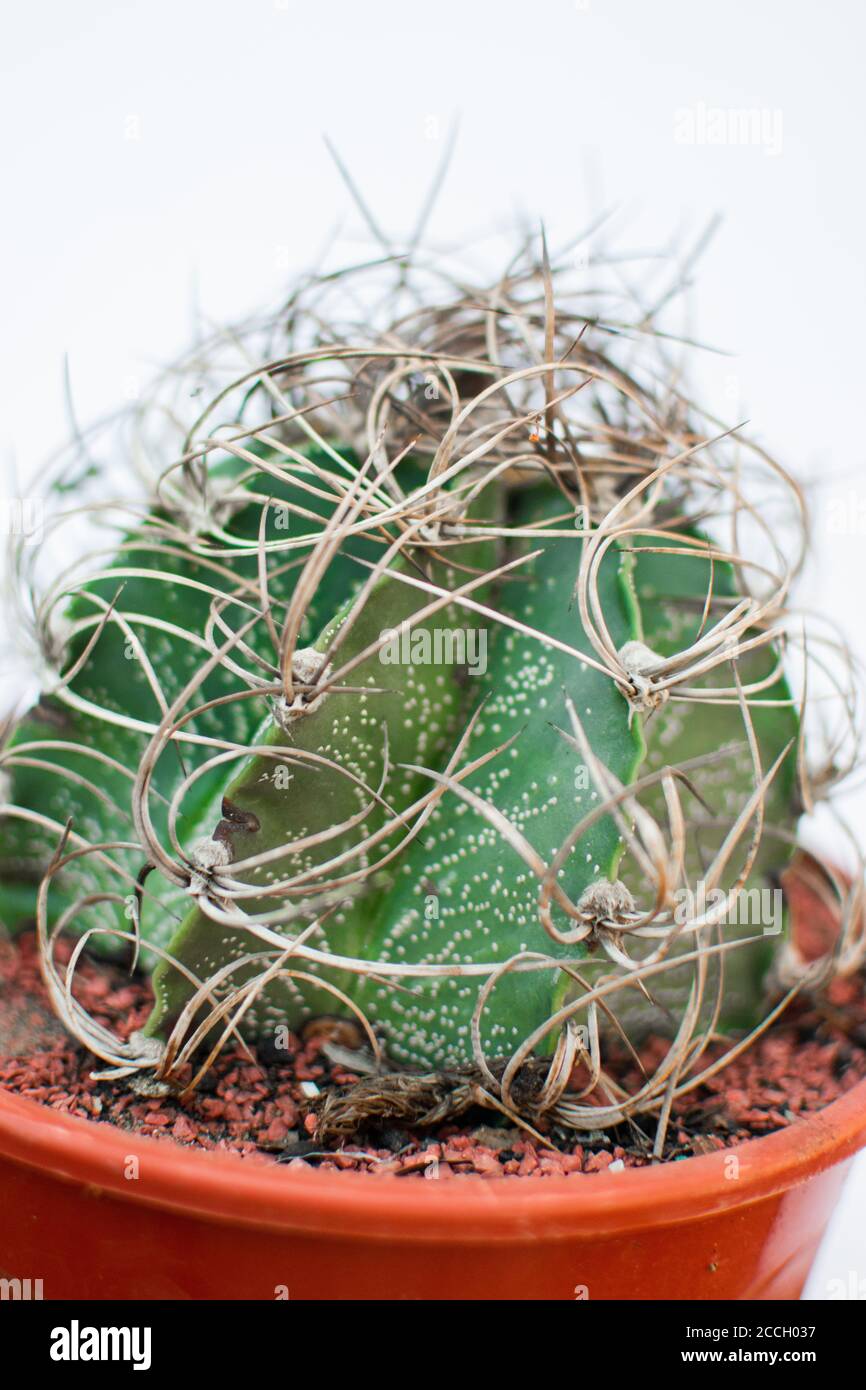 Curved thorns hi-res stock photography and images - Alamy