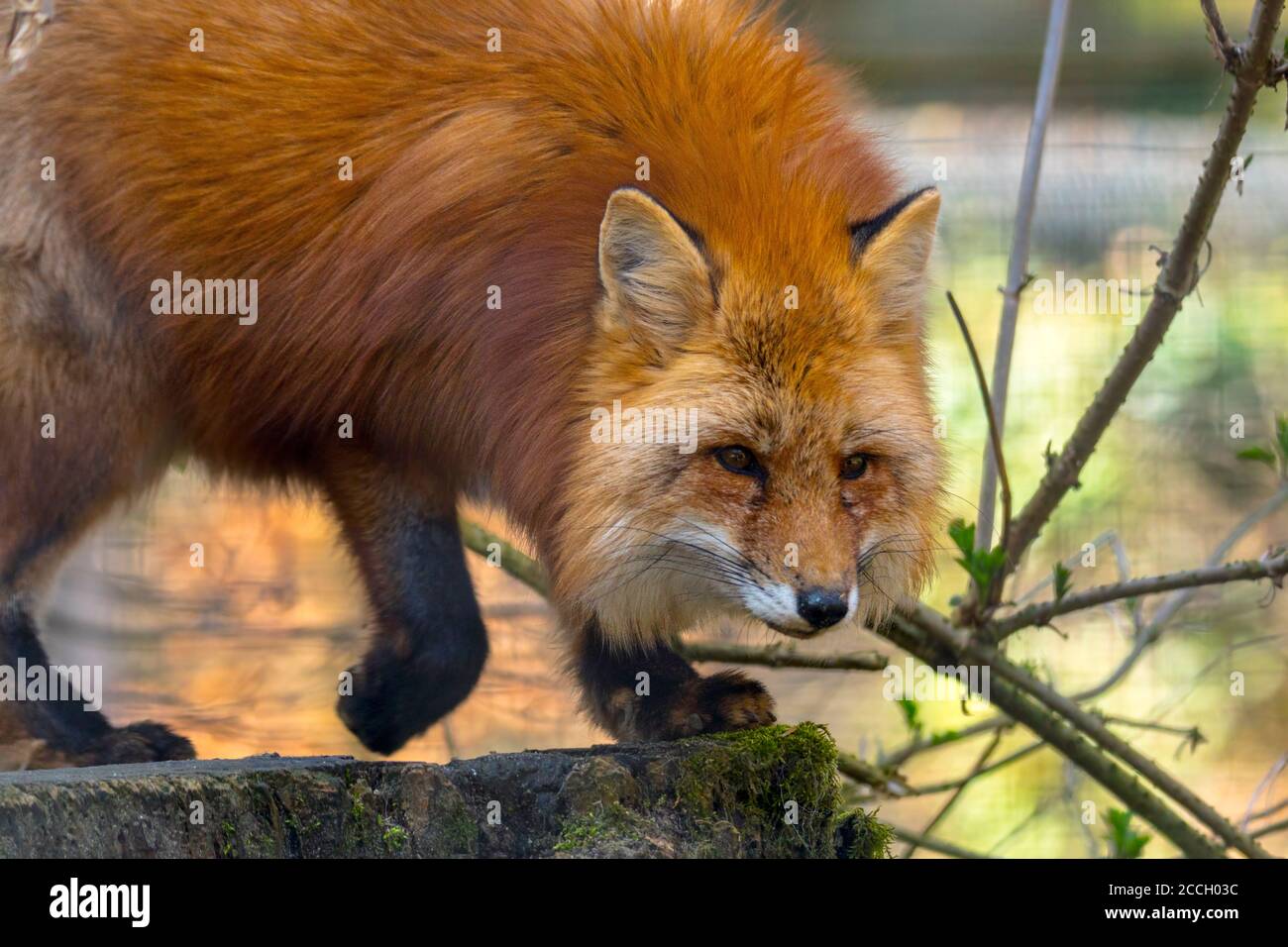 red fox hunting season in summer light Stock Photo - Alamy