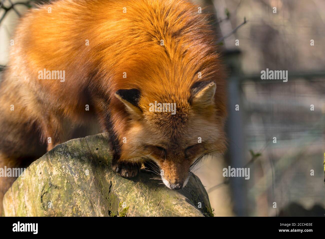 red fox hunting season in summer light Stock Photo - Alamy
