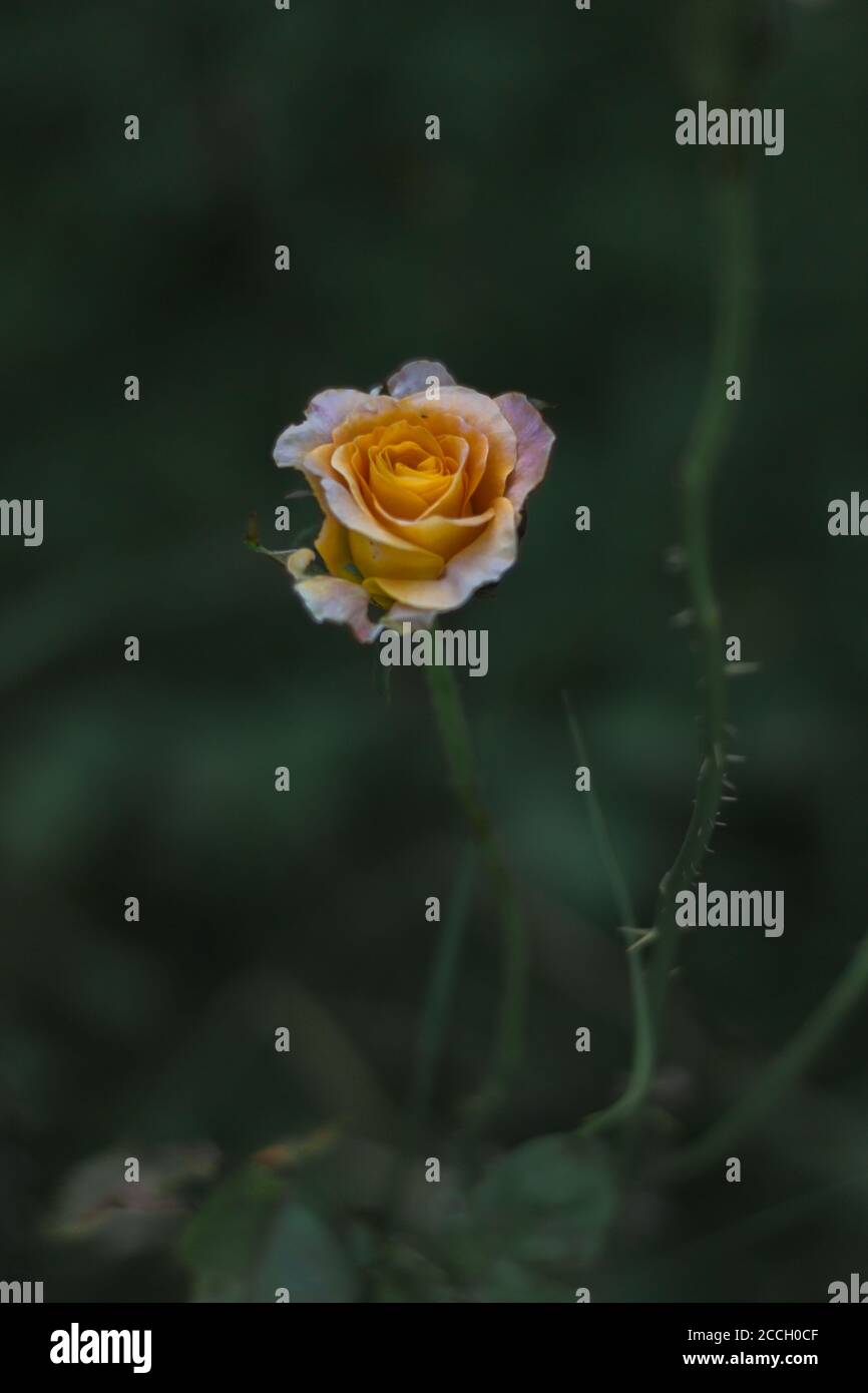 Vertical selective focus shot of a single blooming yellow rose Stock ...