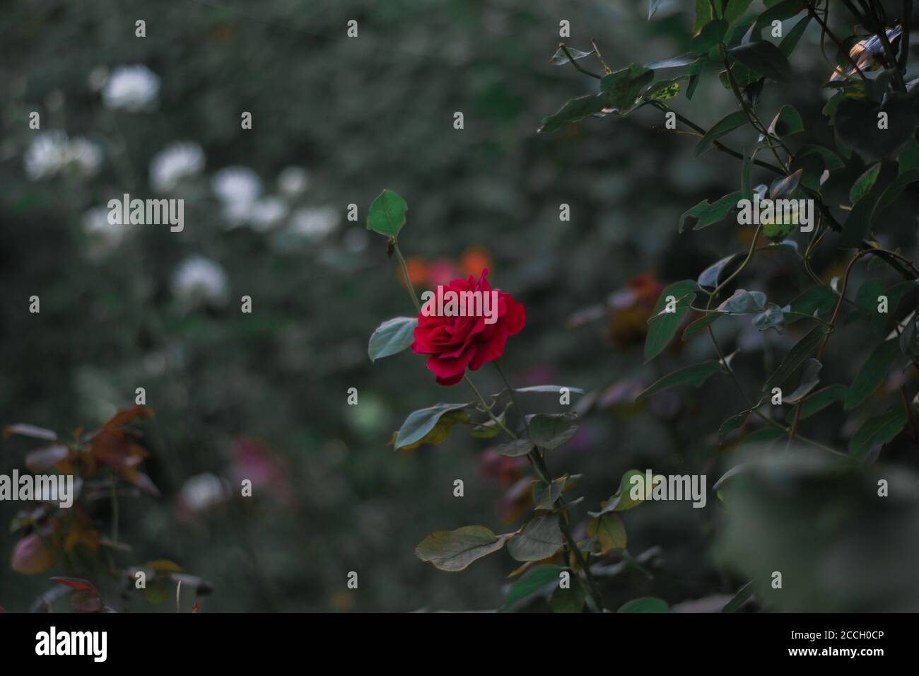 Selective focus shot of a single blooming bright red rose Stock Photo - Alamy