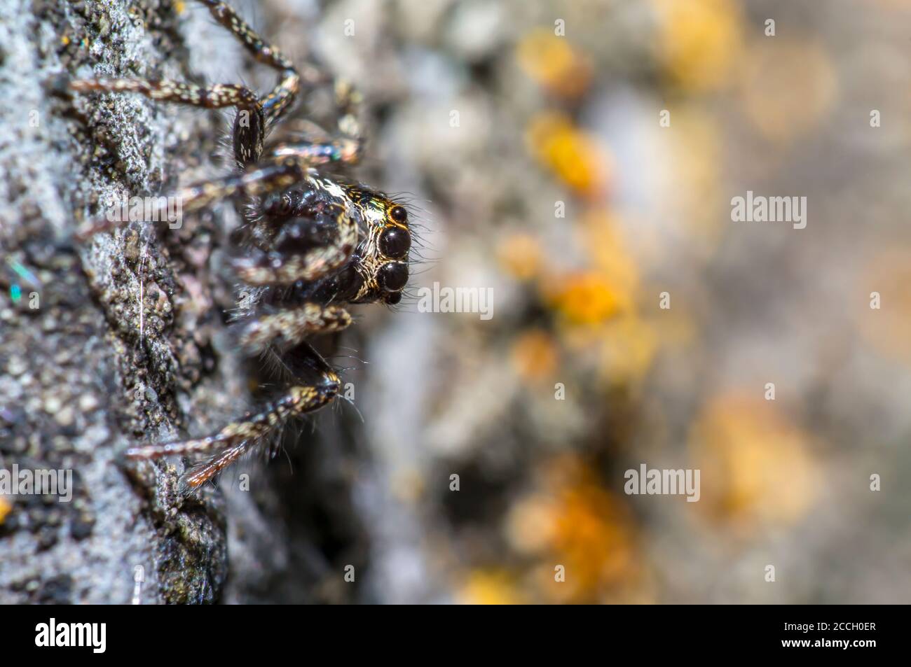 tiny zebra jumping spider is looking in wild nature Stock Photo - Alamy