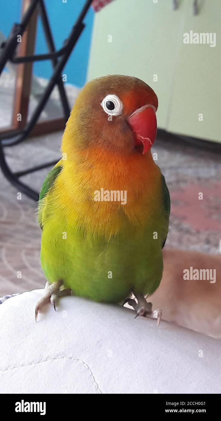 Multicolour bird hi-res stock photography and images - Alamy