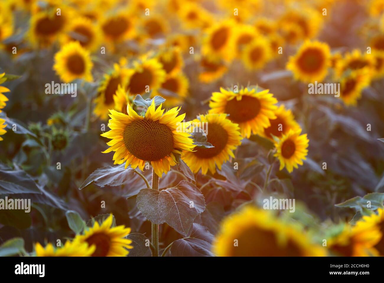 Sunflower field in sunset. Nature background. Sunflowers meadow. Flower ...
