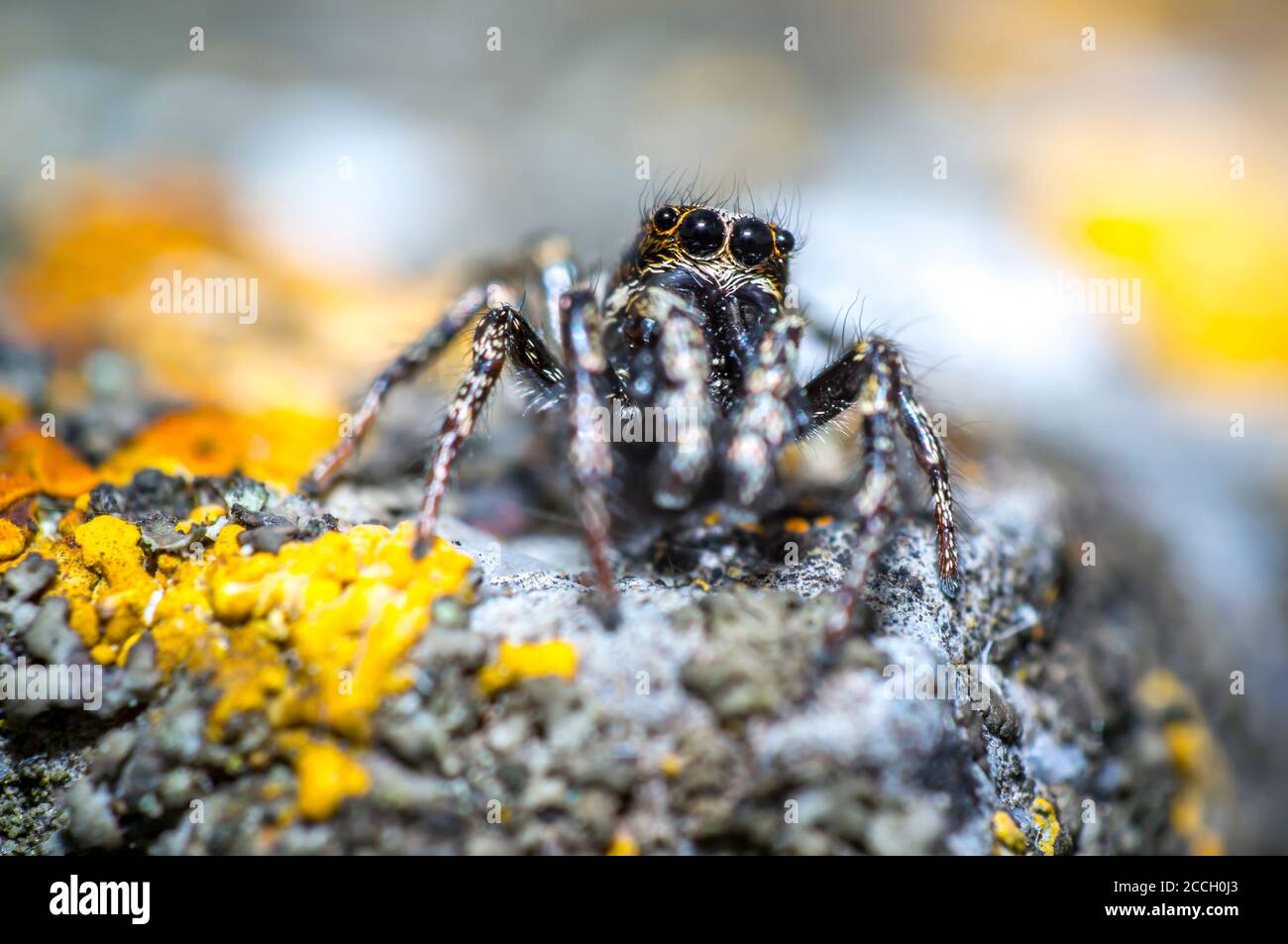 tiny zebra jumping spider is looking in wild nature Stock Photo - Alamy