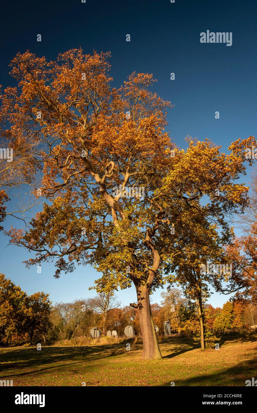 Colours of tree hi-res stock photography and images - Alamy