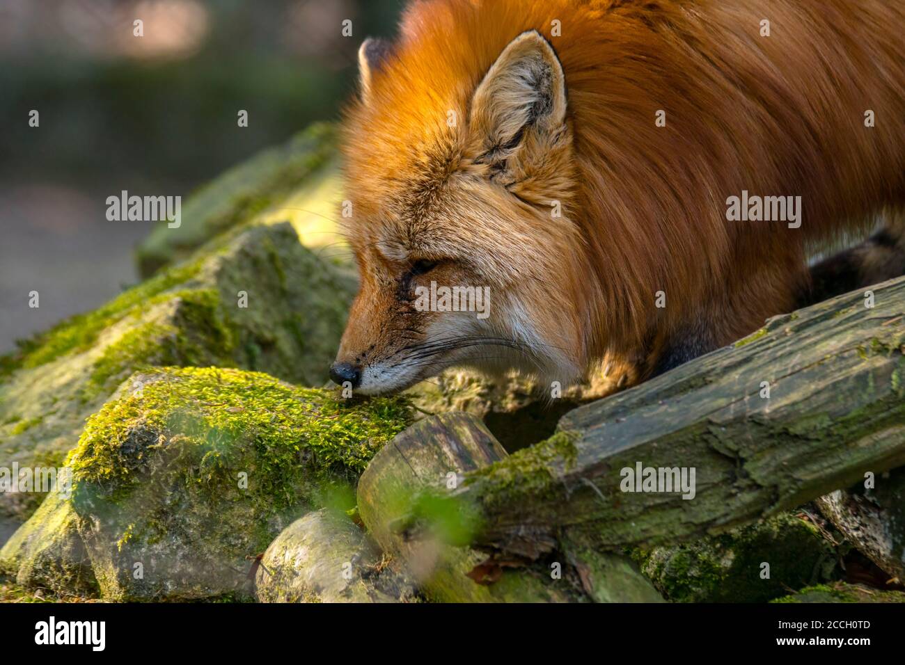 red fox hunting season in summer light Stock Photo - Alamy