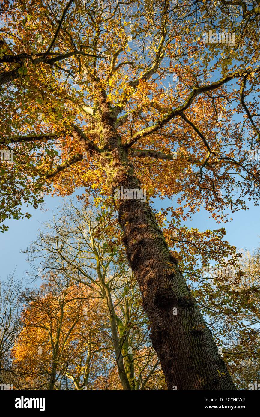 English colours hi-res stock photography and images - Alamy