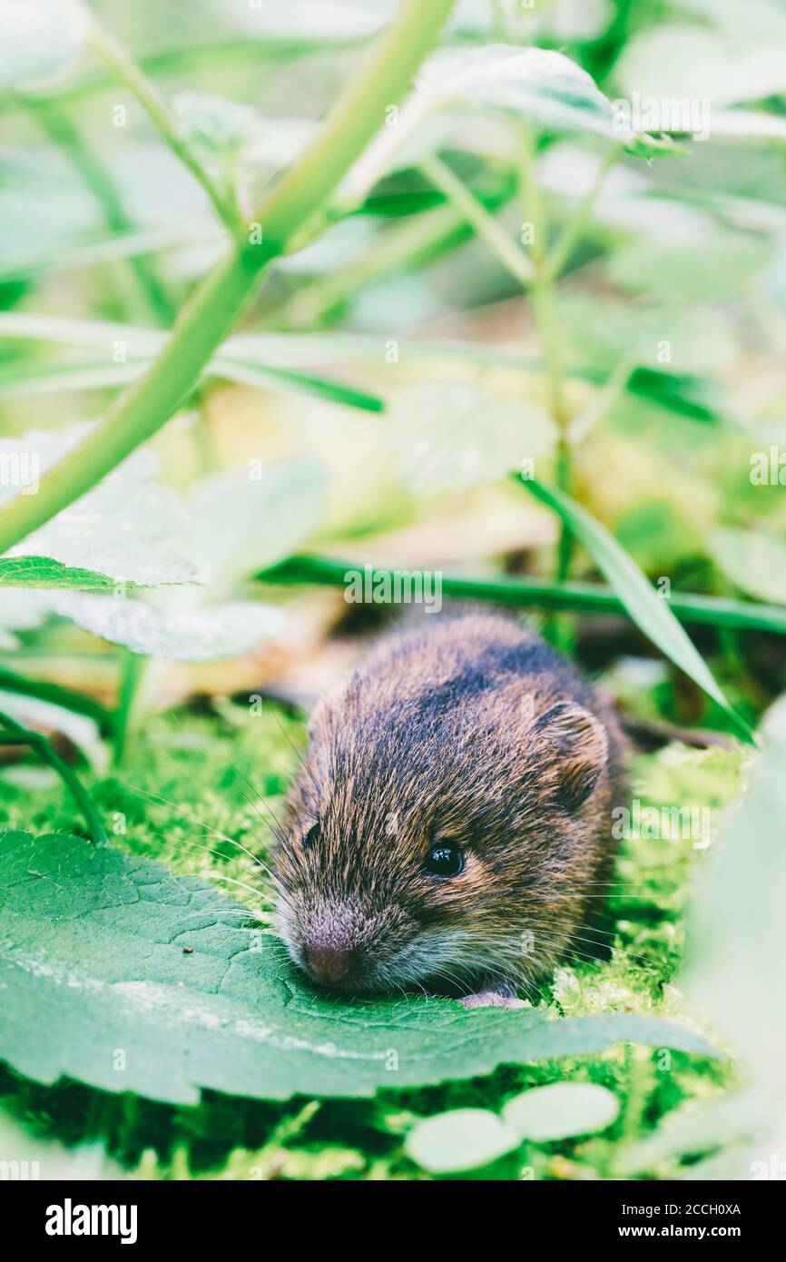 Birch mouse hi-res stock photography and images - Alamy