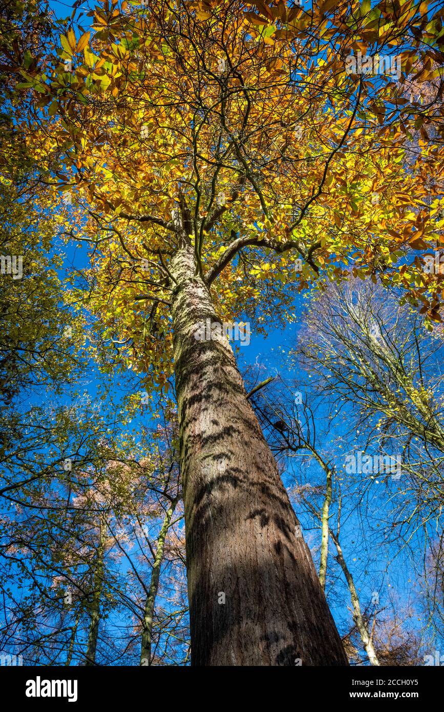 English colours hi-res stock photography and images - Alamy