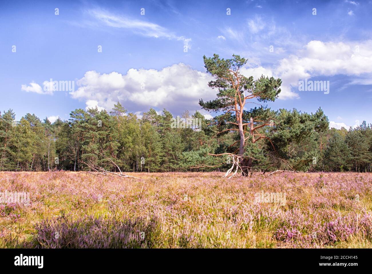 landscape in the summer Stock Photo - Alamy