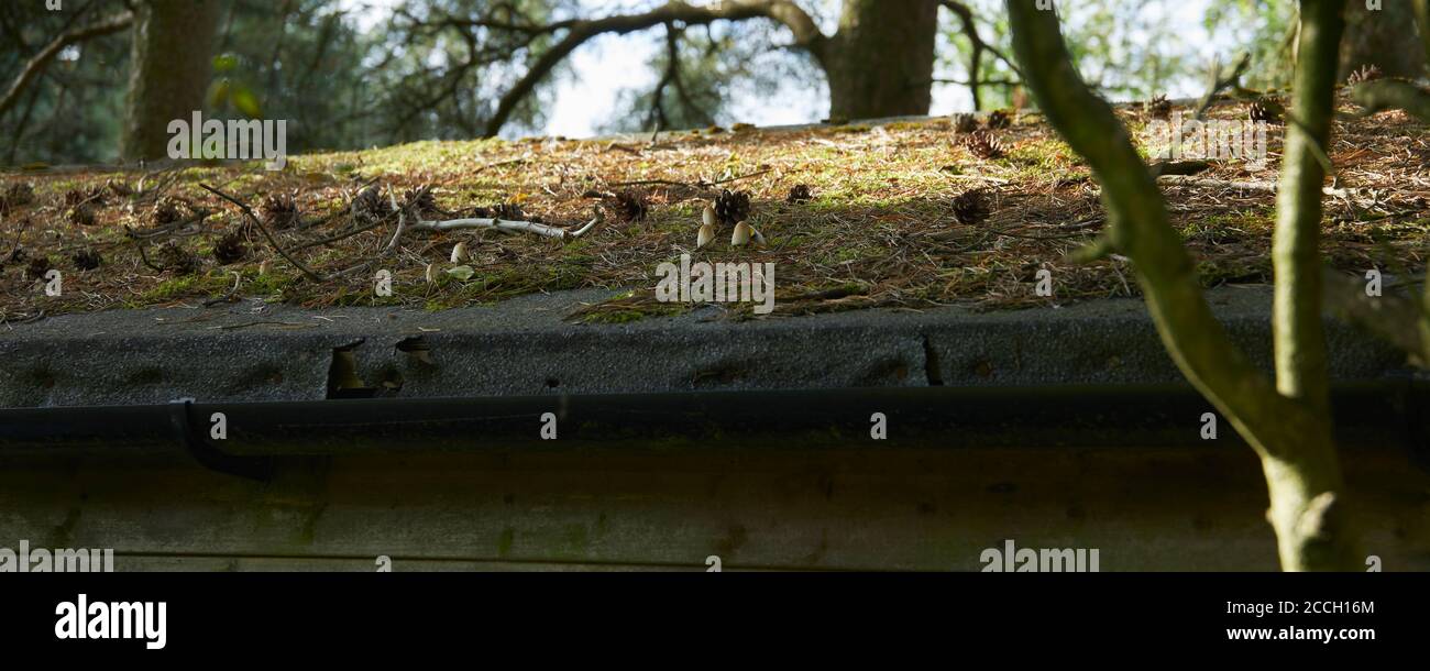 Toadstools growing on the roof of a garden tool shed on the Nidderdale ...