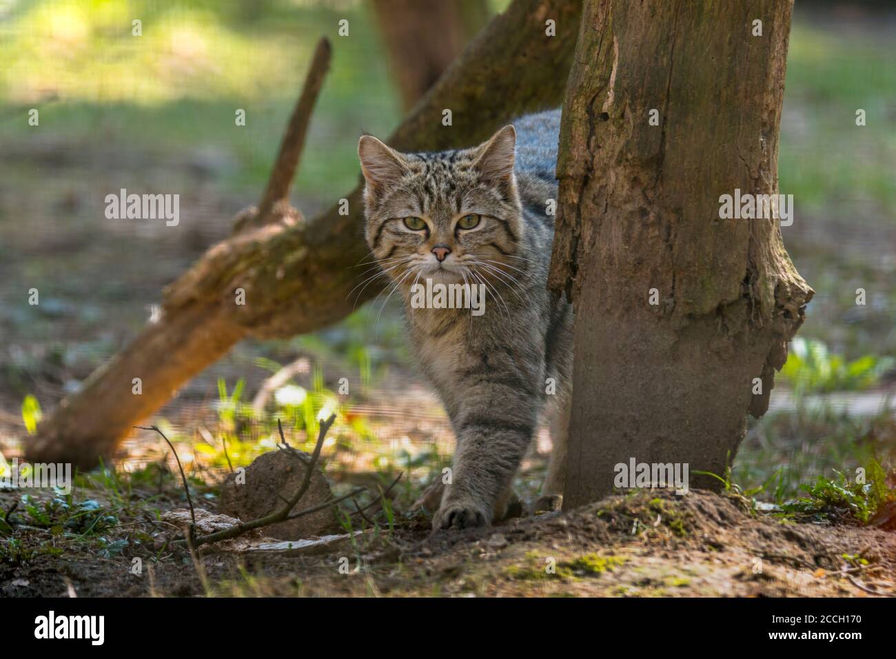 wild cat in the green season leaf forest Stock Photo - Alamy