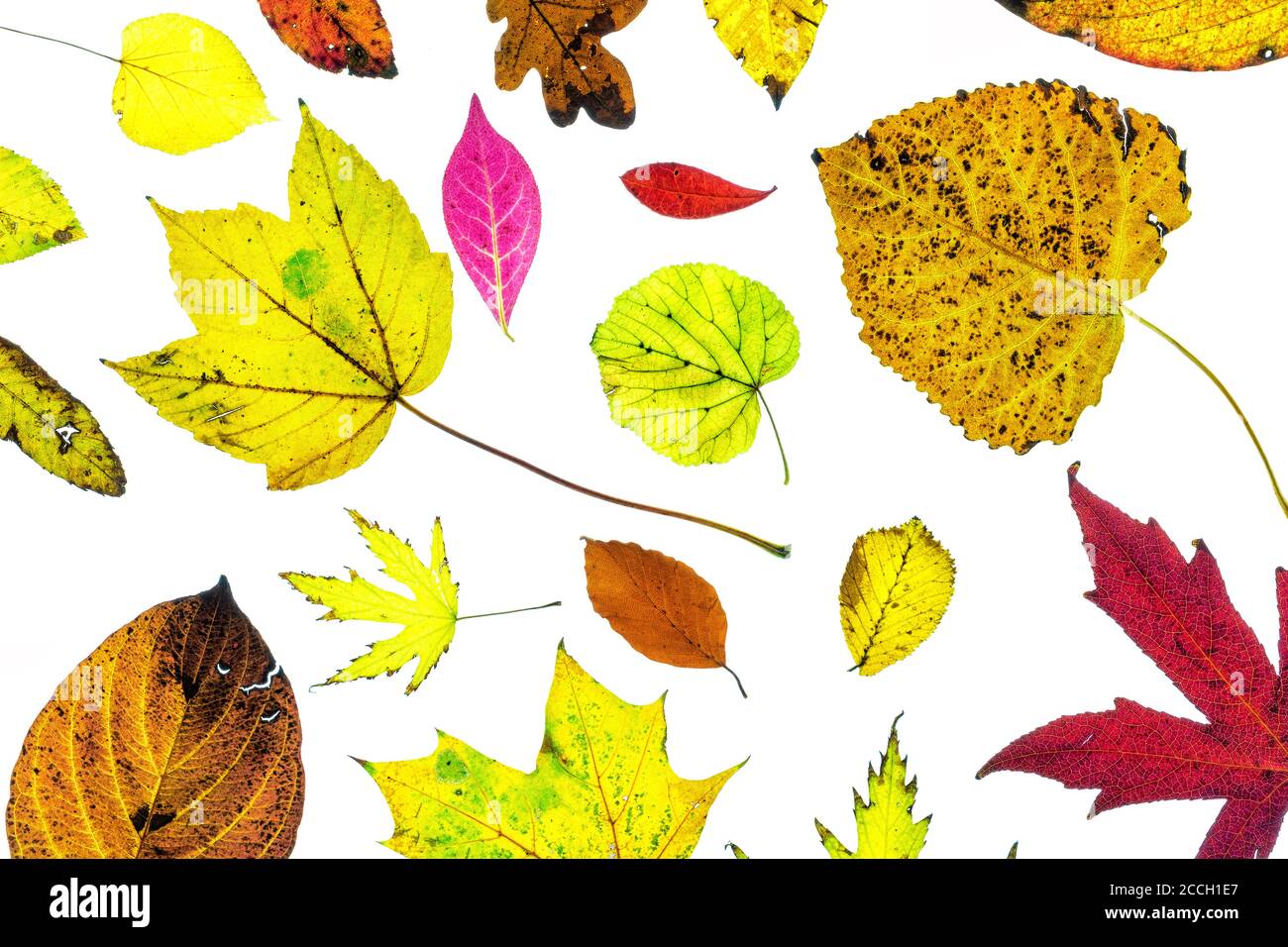 Collage leaves hi-res stock photography and images - Alamy