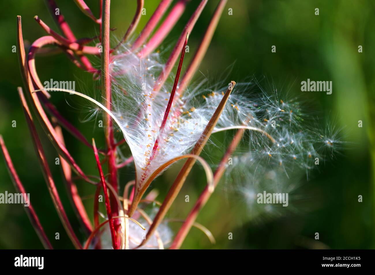 Filigree art hi-res stock photography and images - Alamy