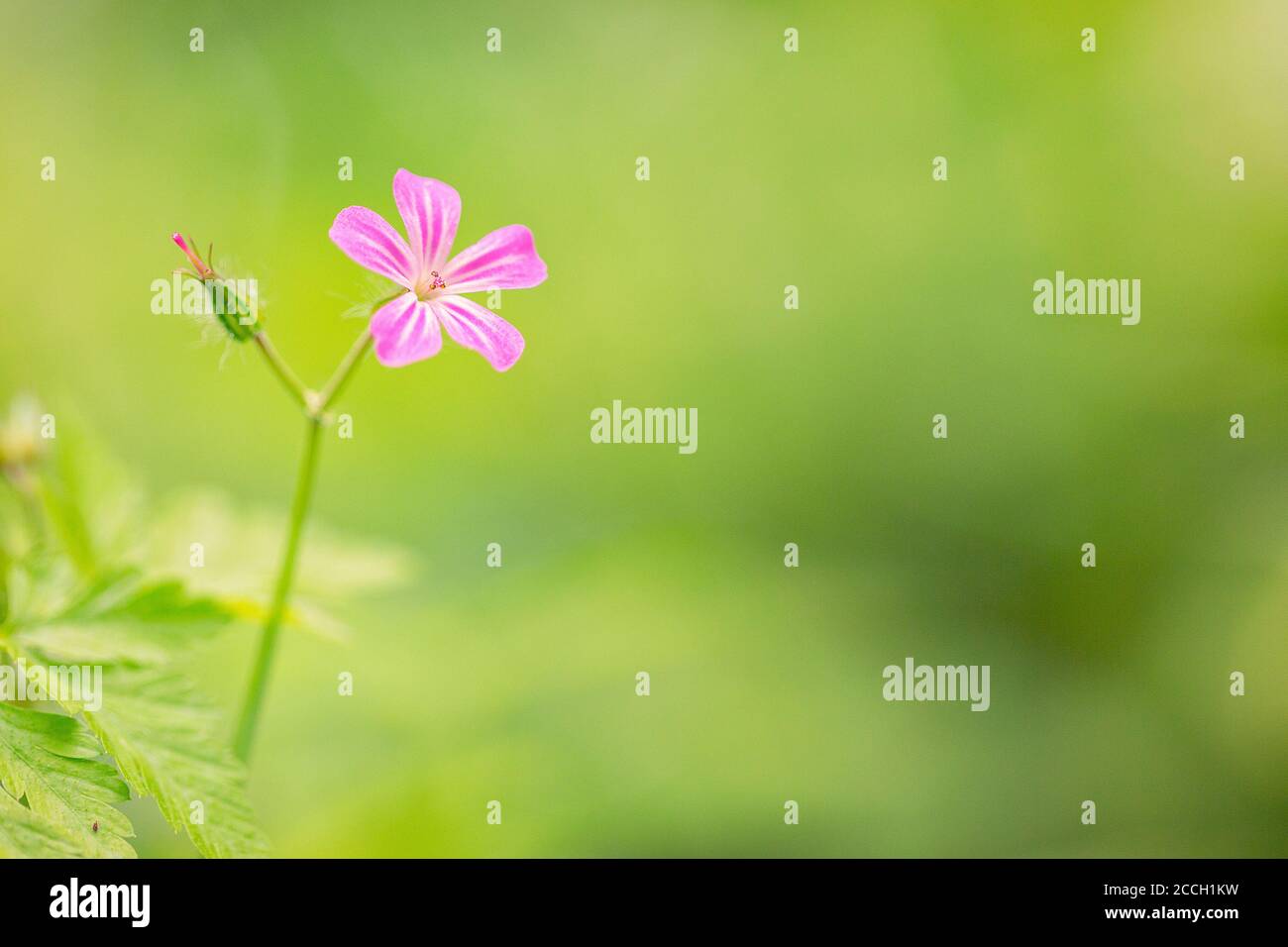 Herb Robert, Red Robin, Death come quickly or Storksbill (Geranium ...