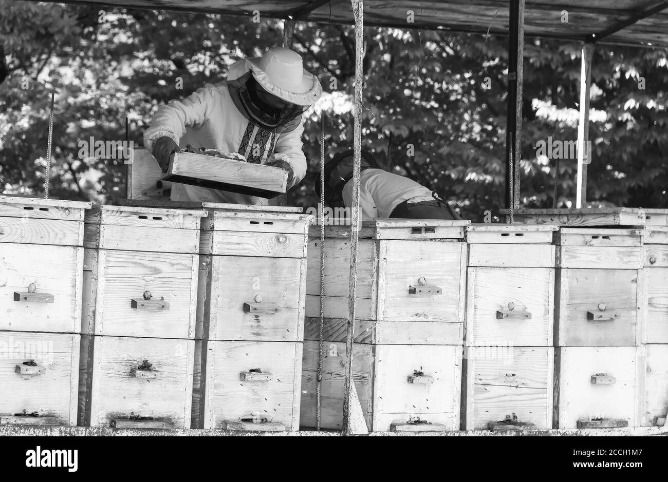 beekeepers are working with bee hives on a summer day. black and white ...