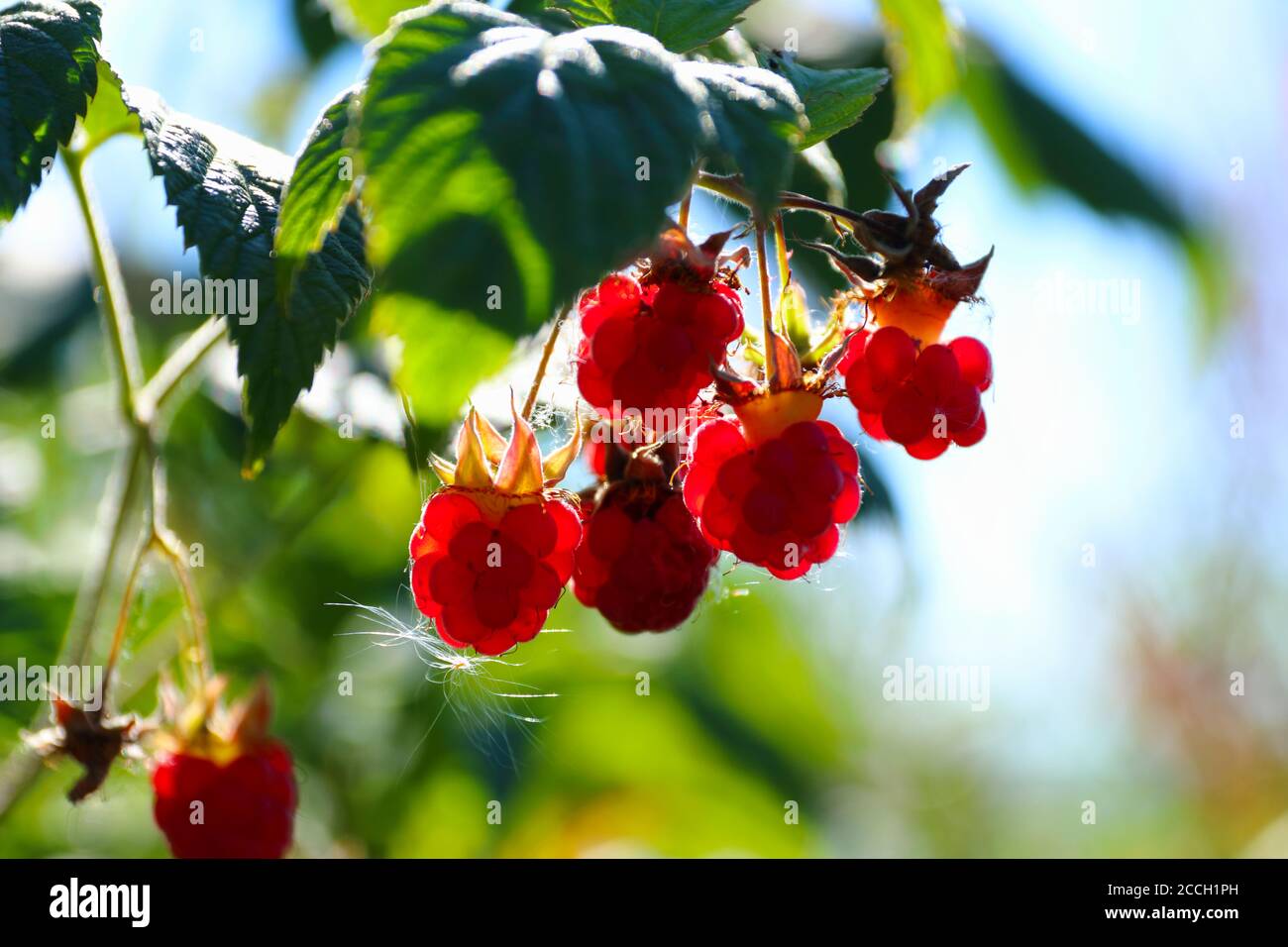 Bringebaer land hi-res stock photography and images - Alamy