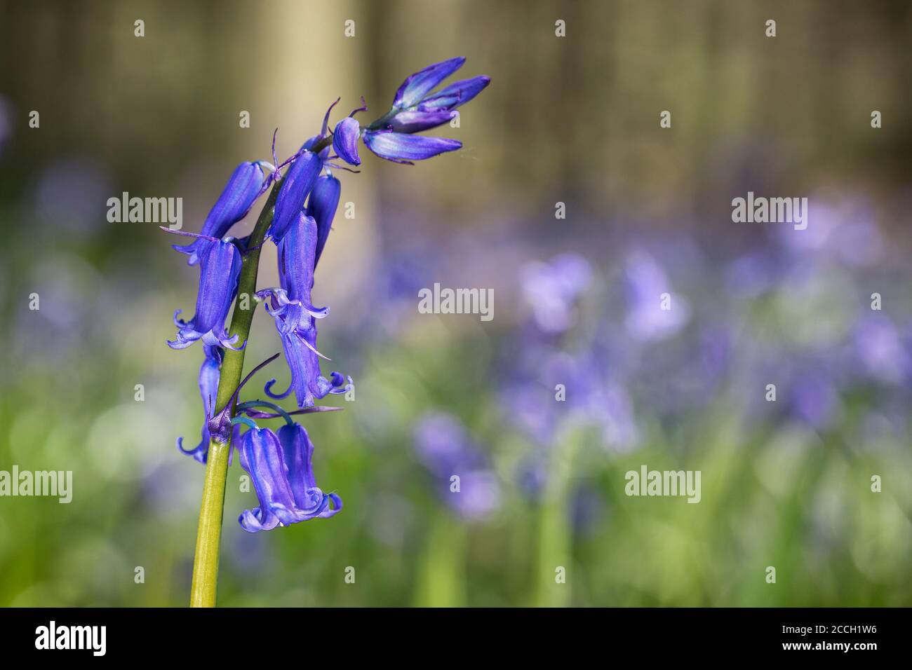 Violet-blue; Common Bluebell, Bluebell, Hyacinthoides non-scripta ...