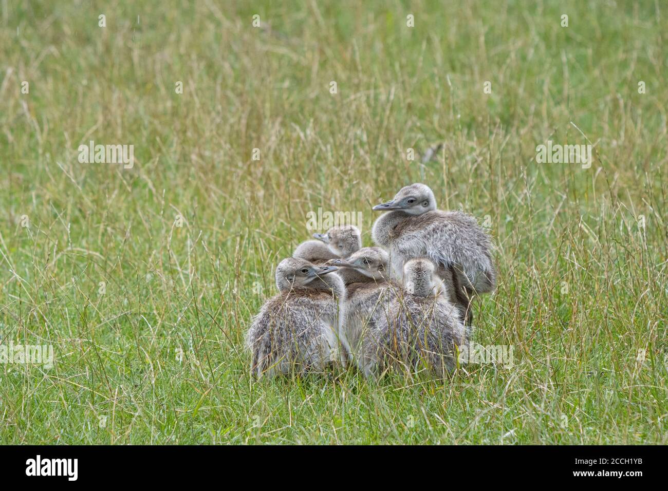 Rhea bird drawing hi-res stock photography and images - Alamy