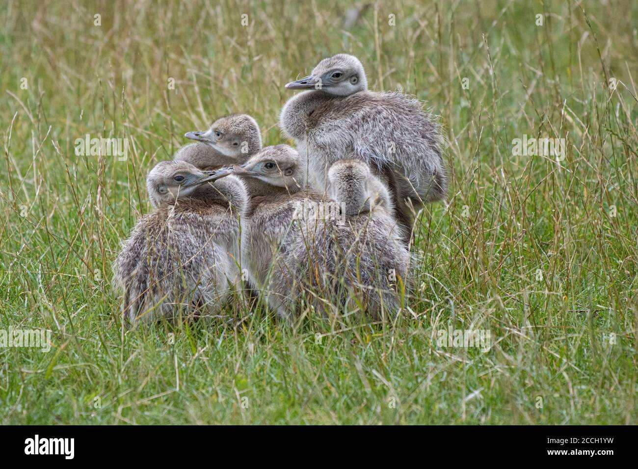 Rhea bird drawing hi-res stock photography and images - Alamy
