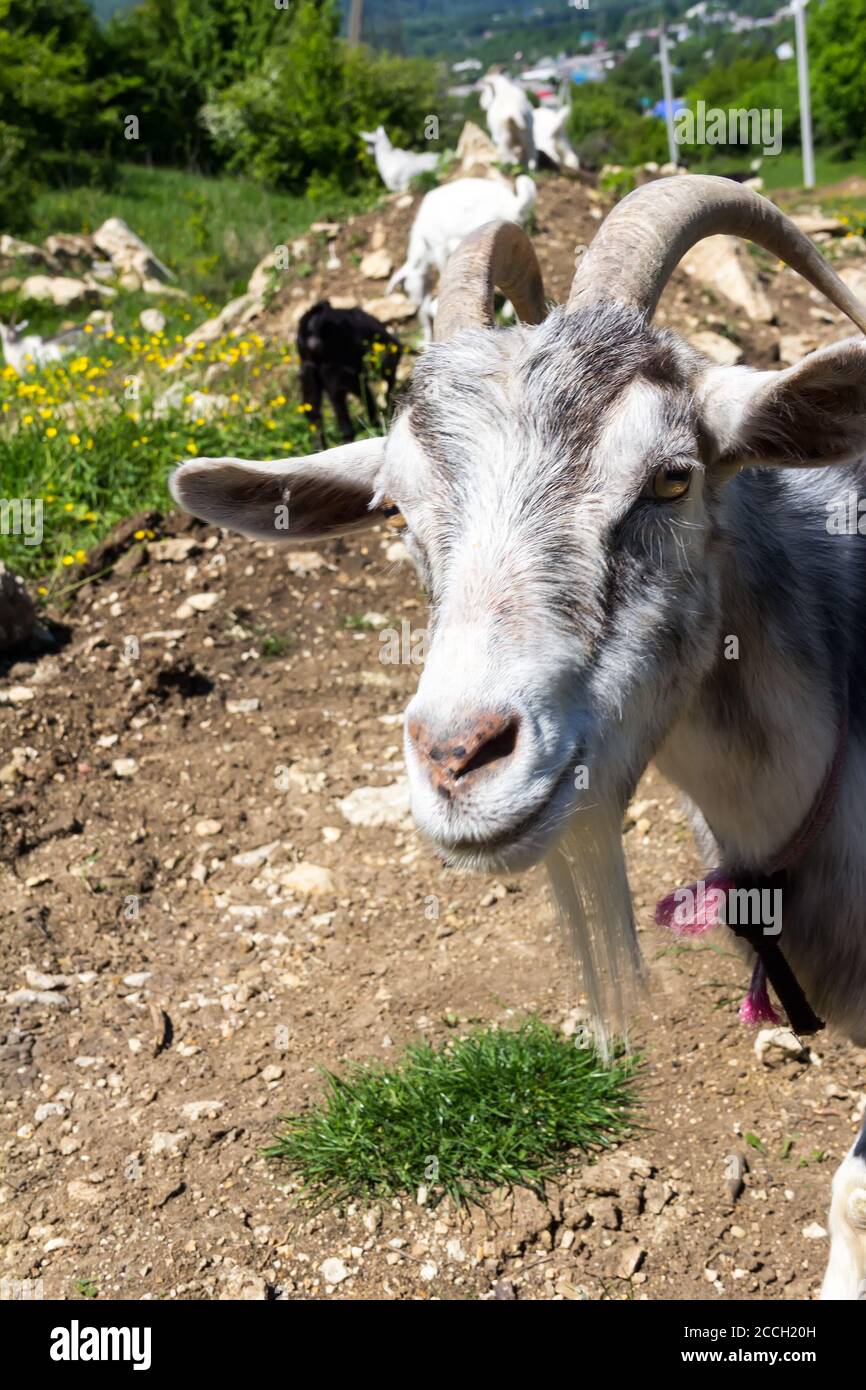 Larger mammals hi-res stock photography and images - Alamy