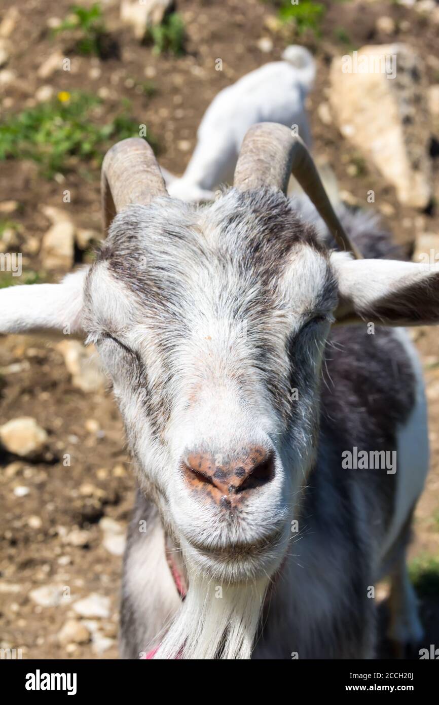 larger gray domestic goat on the street Stock Photo - Alamy