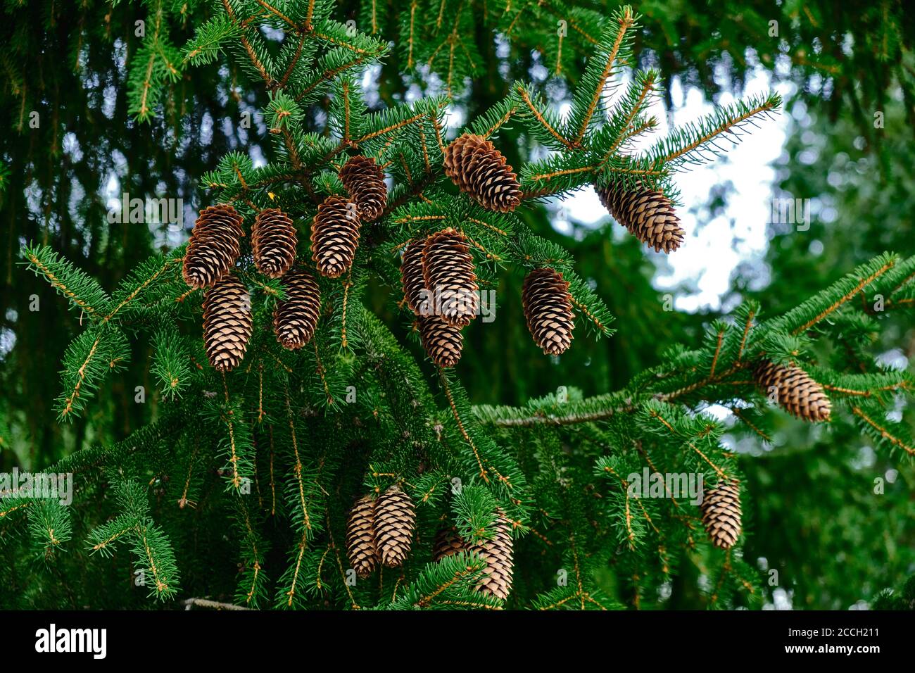 The spruce cones on the spruce tree. Picture of the natural tree for ...