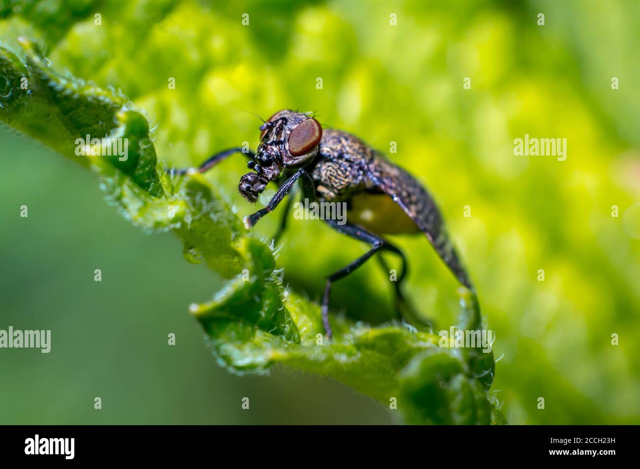 small fly in nature looks like with gas mask Stock Photo - Alamy