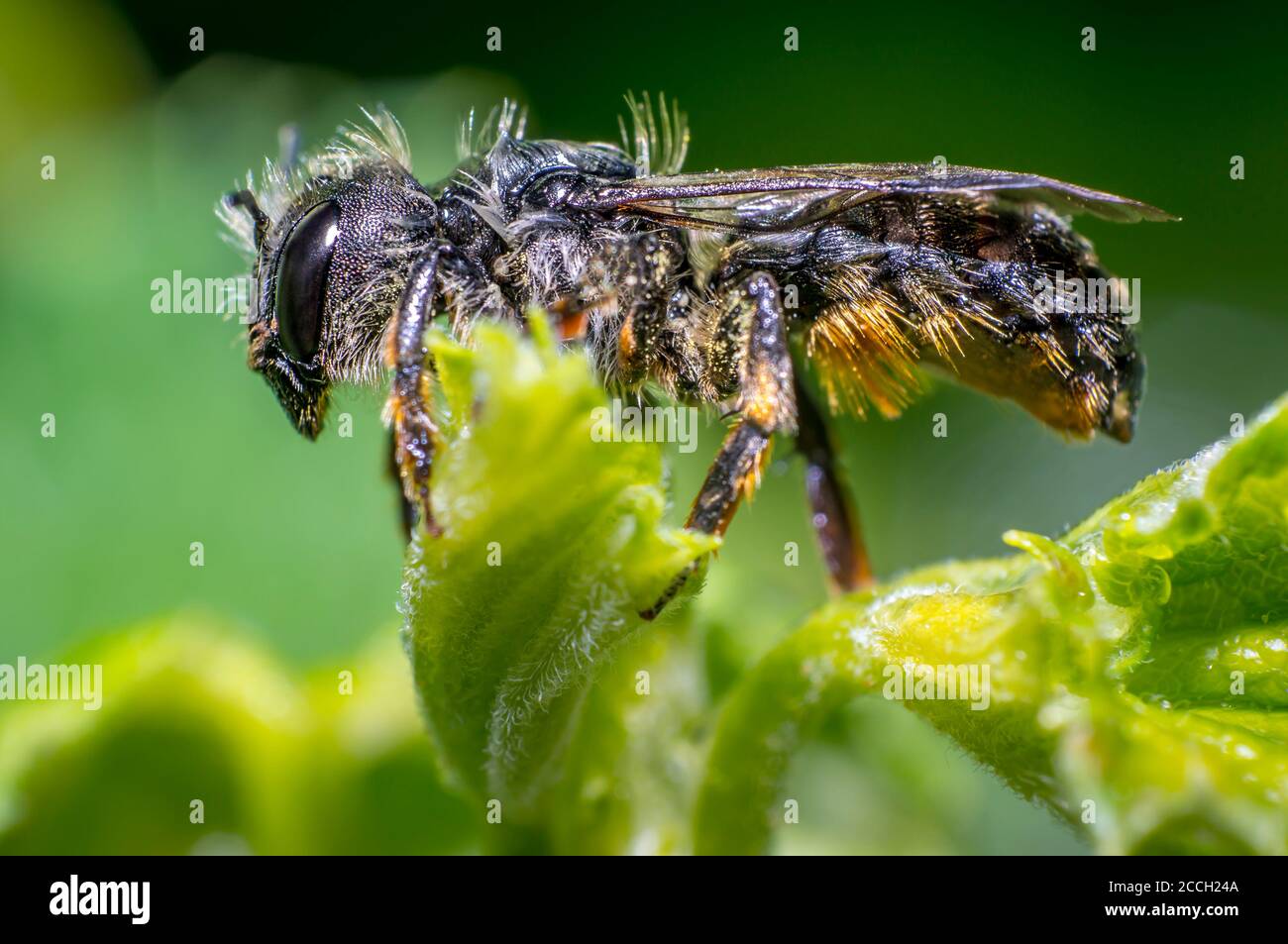 small wet bee after rescue to dry in nature Stock Photo - Alamy
