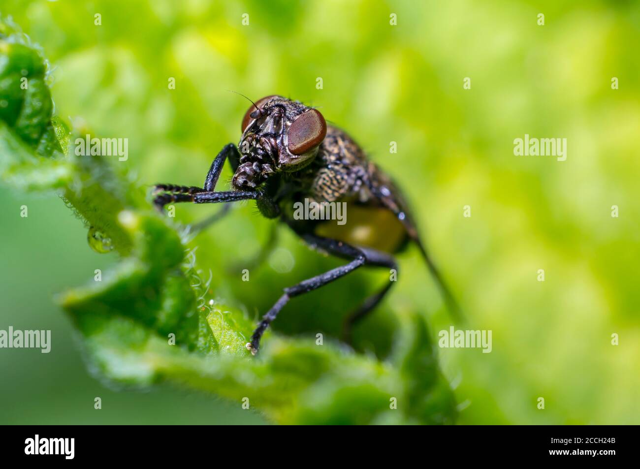 small fly in nature looks like with gas mask Stock Photo - Alamy