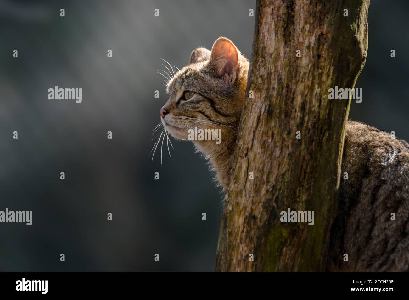 wild cat in the green season leaf forest Stock Photo - Alamy