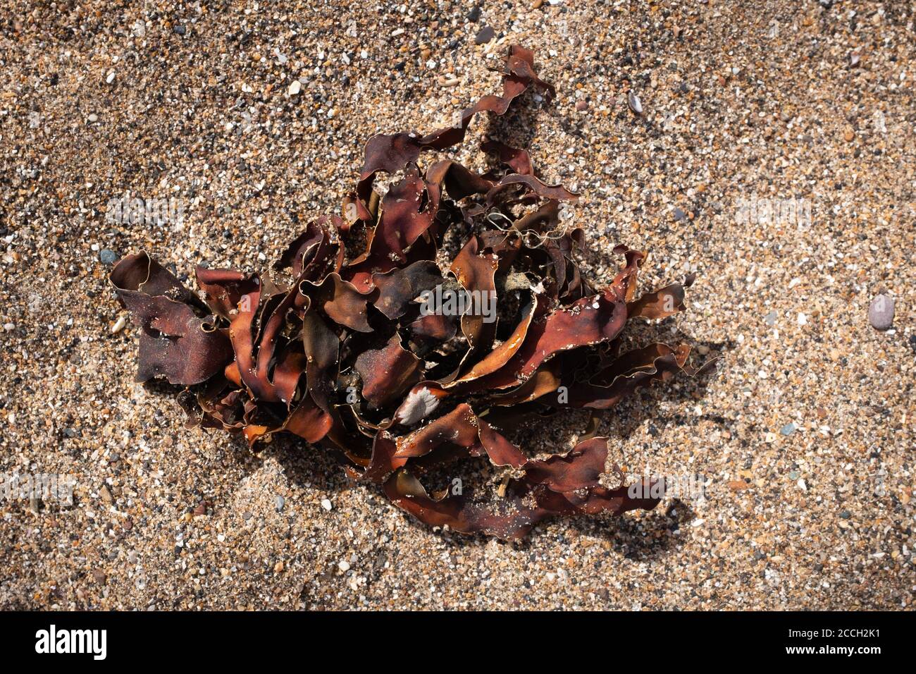 Top View of Single Organic Shaped Kelp Knot In Centre of Image Stock ...