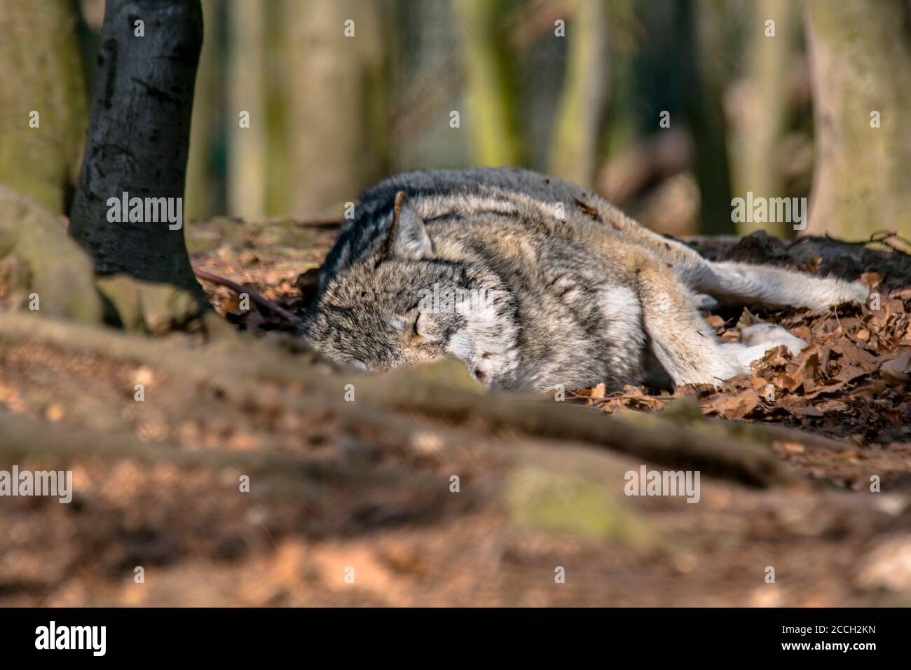 Gray wolf chill and hides in the green leaves forest Stock Photo - Alamy
