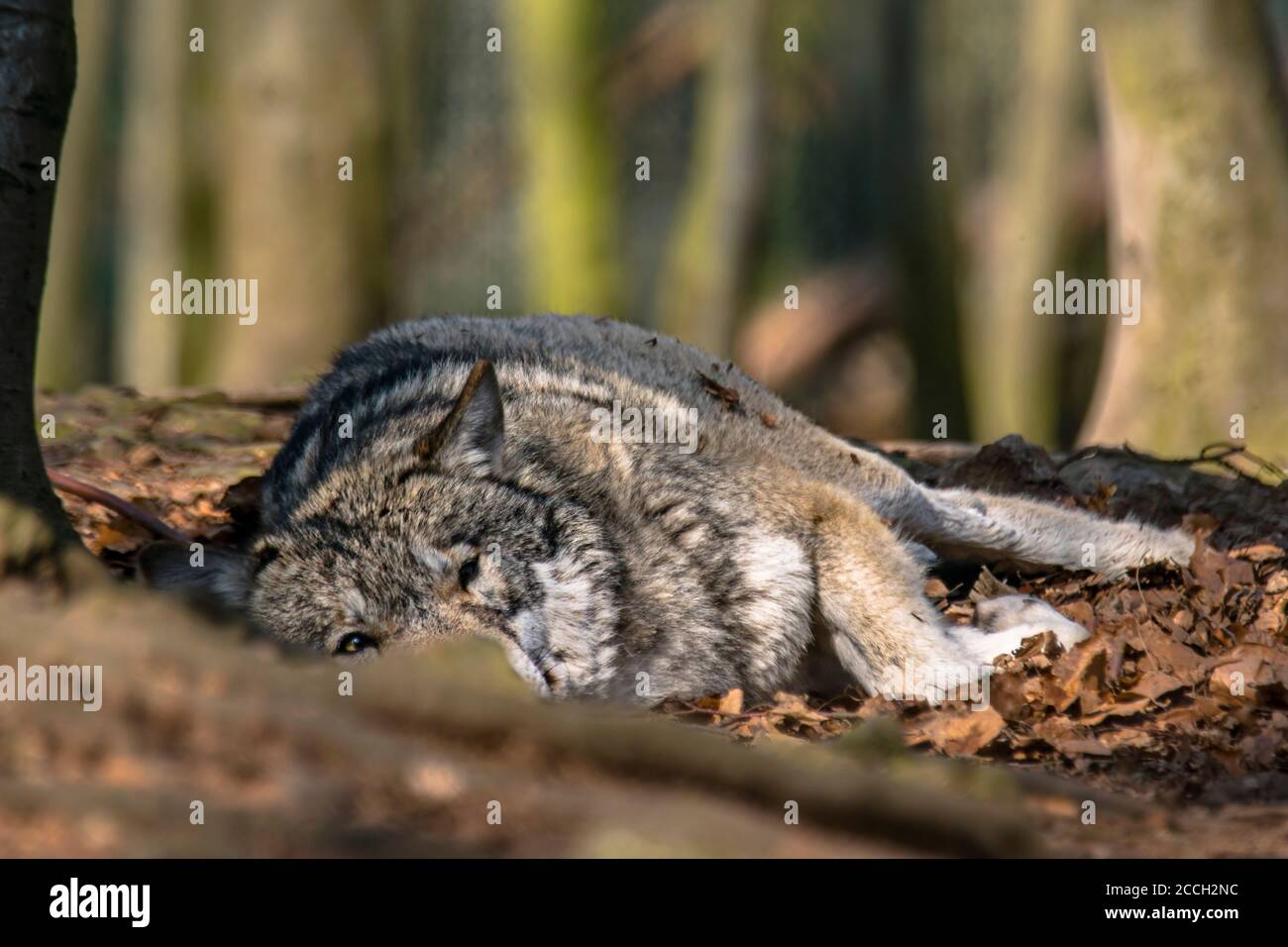Gray wolf chill and hides in the green leaves forest Stock Photo - Alamy