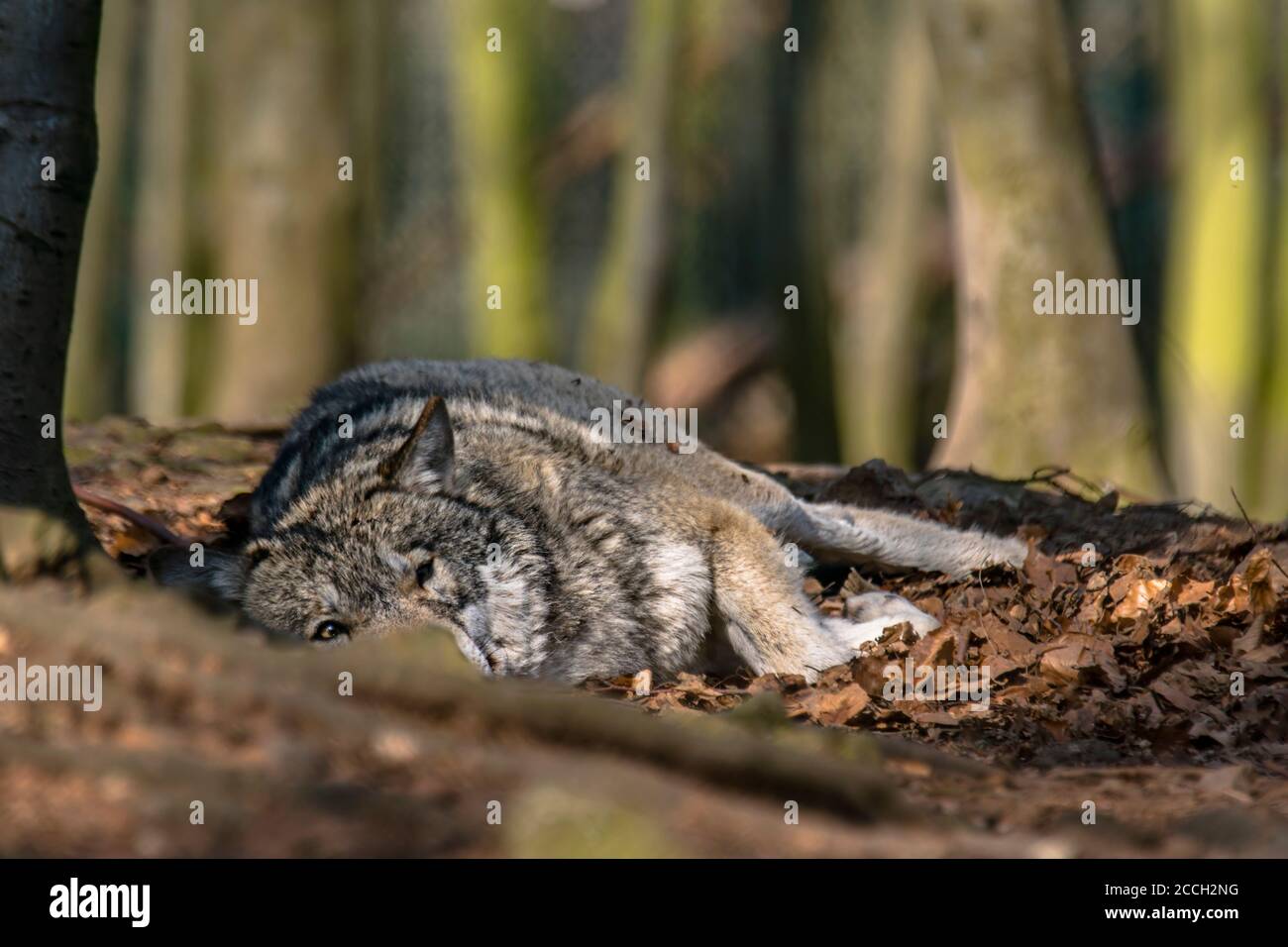 Wolf howl autumn hi-res stock photography and images - Alamy