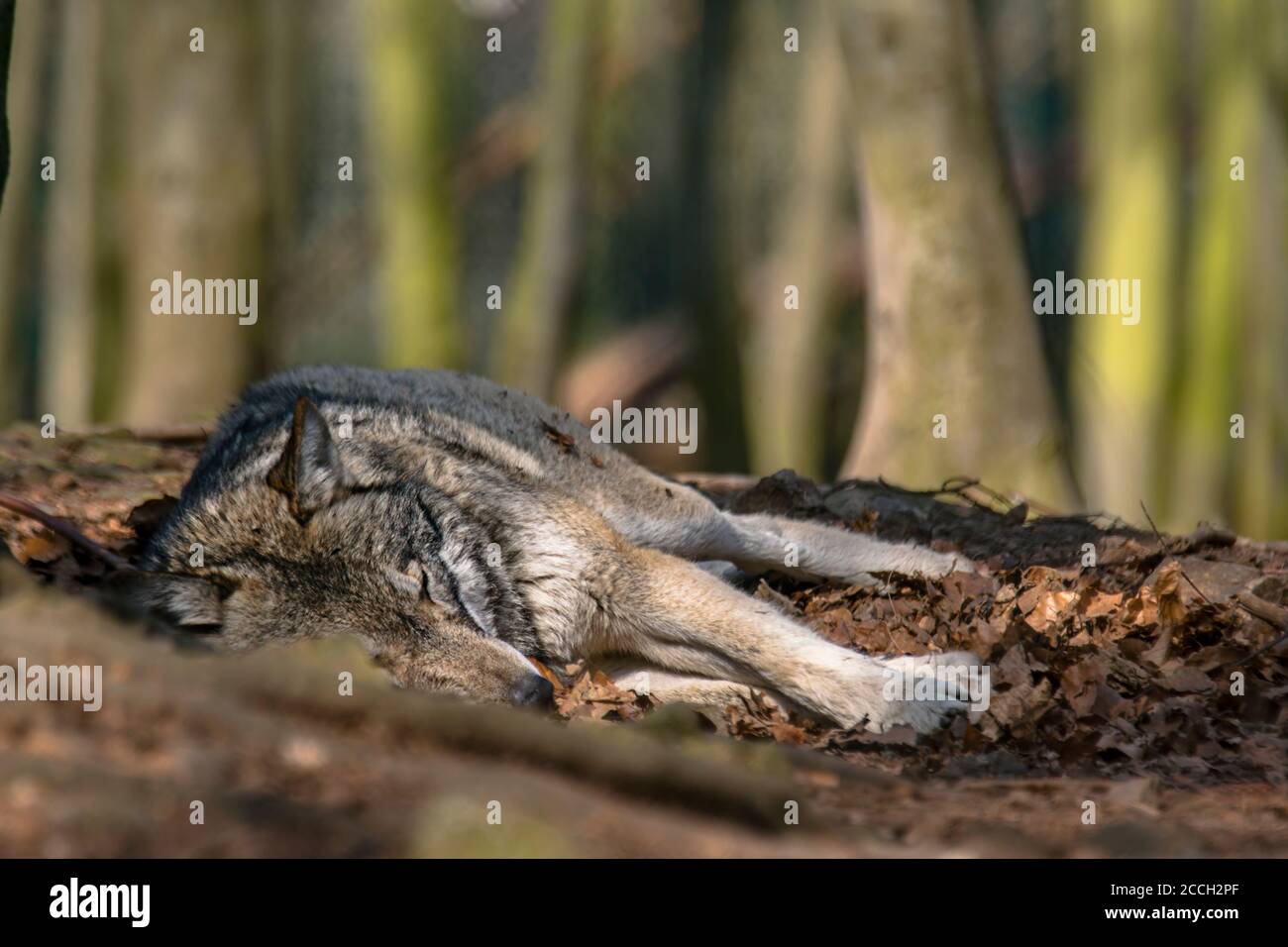 Gray wolf chill and hides in the green leaves forest Stock Photo - Alamy