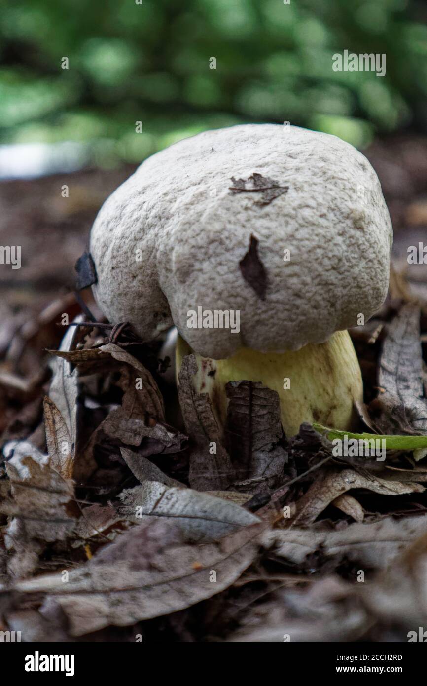 The Rooting Bolete, Caloboletus radicans Stock Photo - Alamy