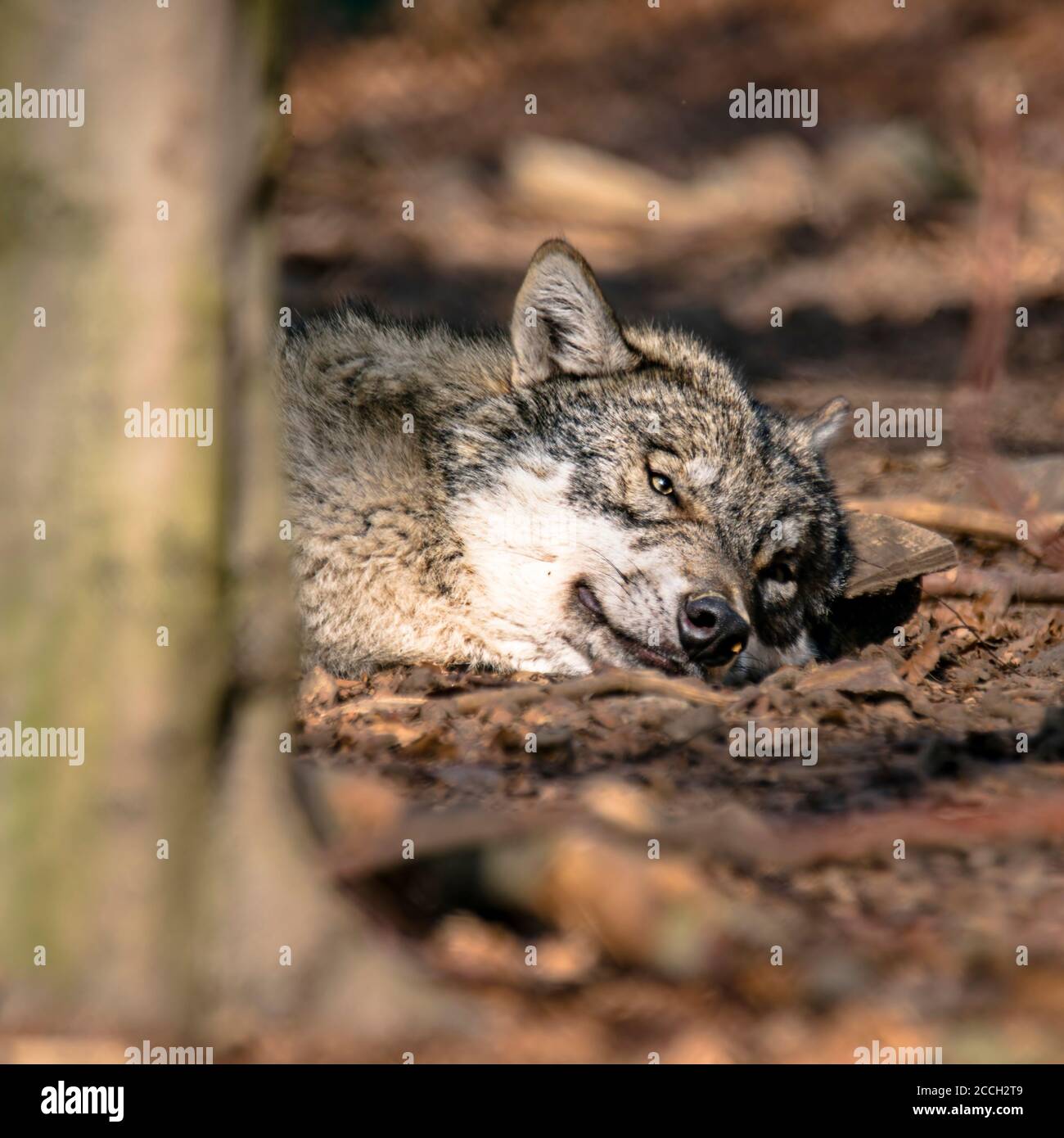 Gray wolf chill and hides in the green leaves forest Stock Photo - Alamy