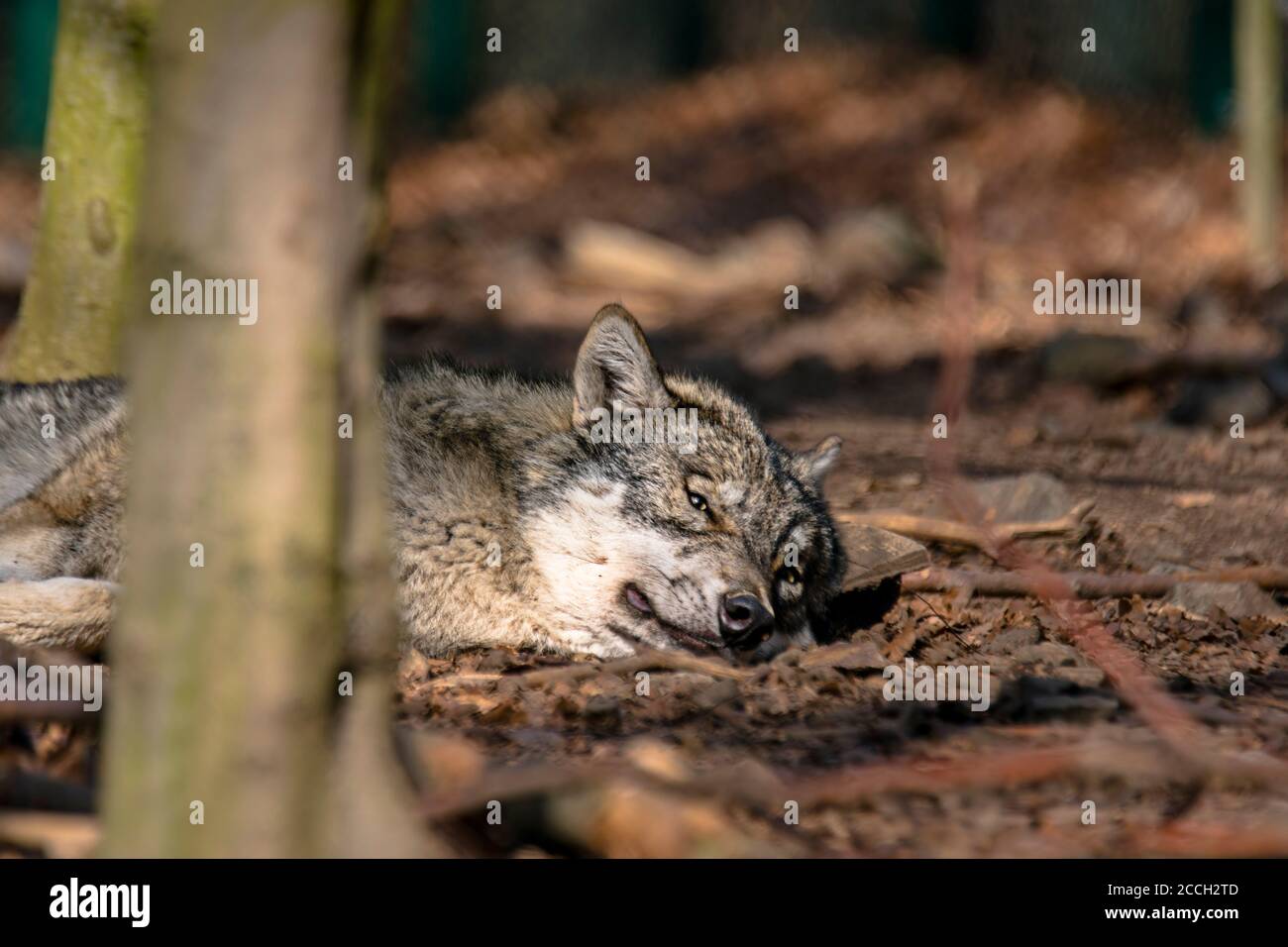 Gray wolf chill and hides in the green leaves forest Stock Photo - Alamy