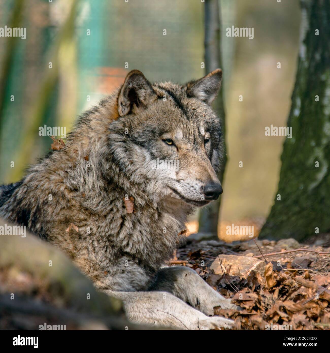 Growling wolf hi-res stock photography and images - Alamy