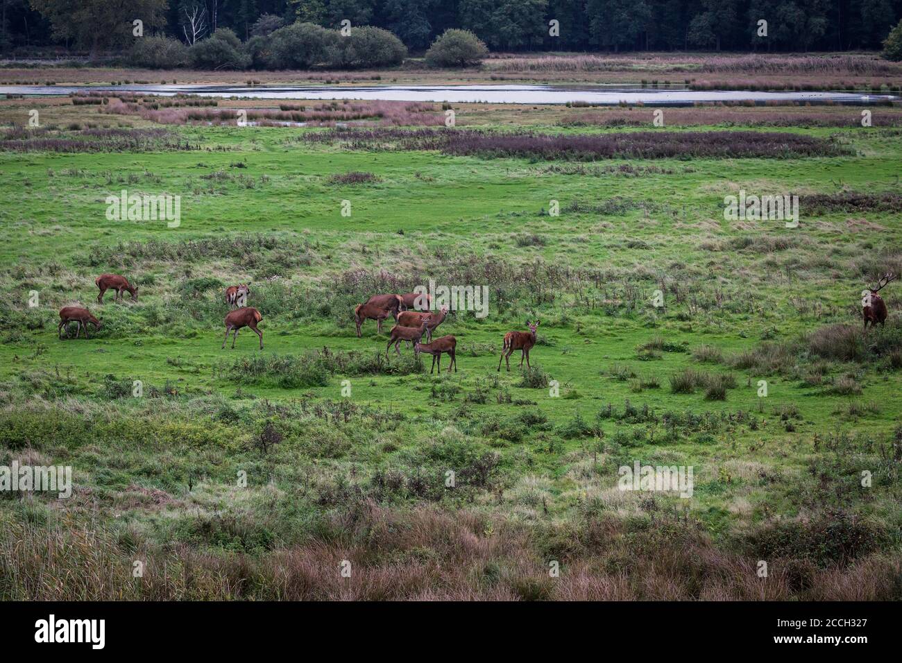 In its own habitat hi-res stock photography and images - Alamy