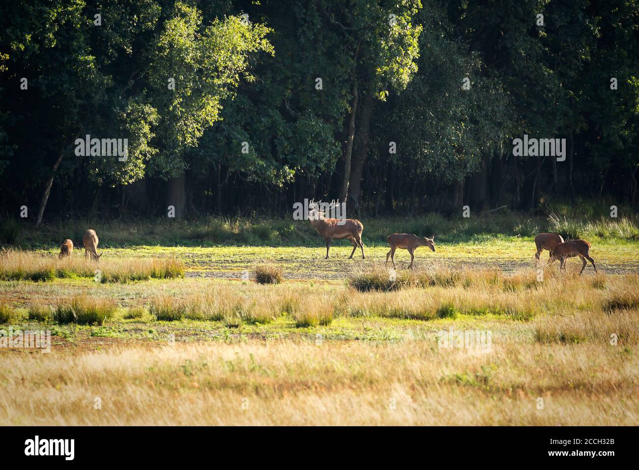 Red deer habitat hi-res stock photography and images - Alamy