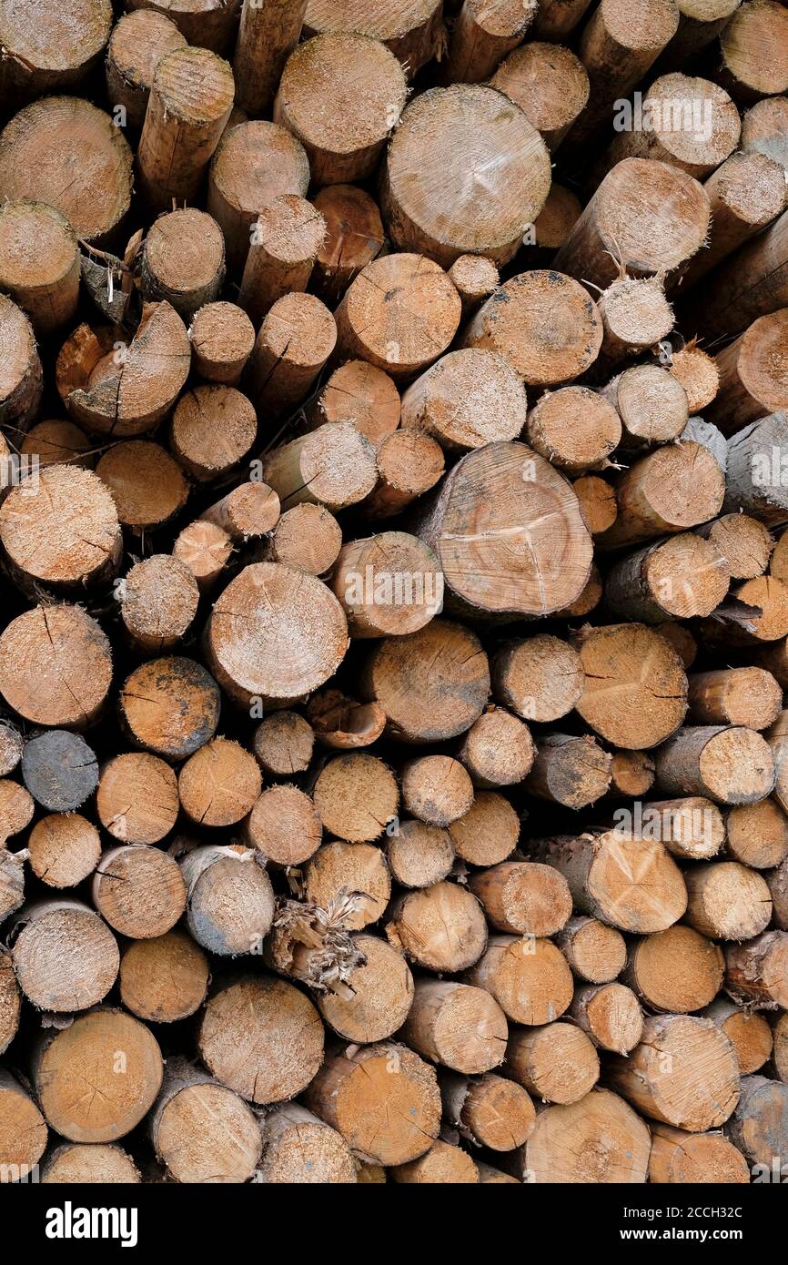 Stacked tree logs in a forest Stock Photo - Alamy