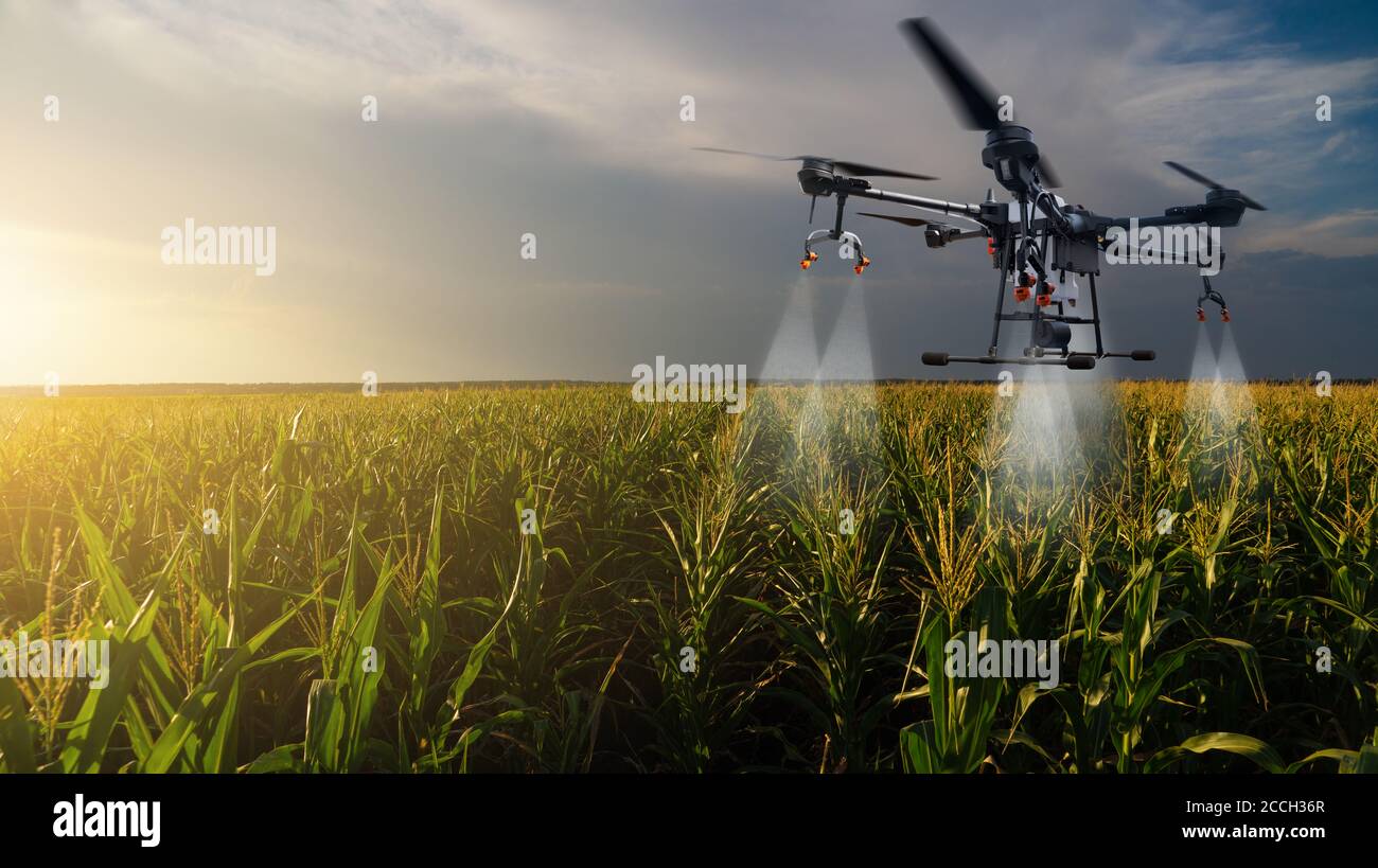 Agricultural drone flies over the corn field. Smart farming and ...