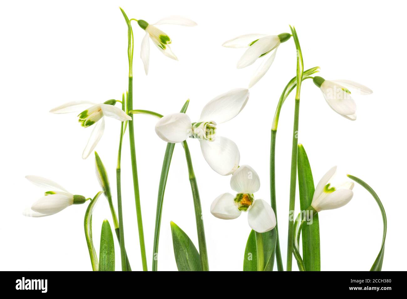Beautiful snowdrops isolated on hi-res stock photography and images - Alamy