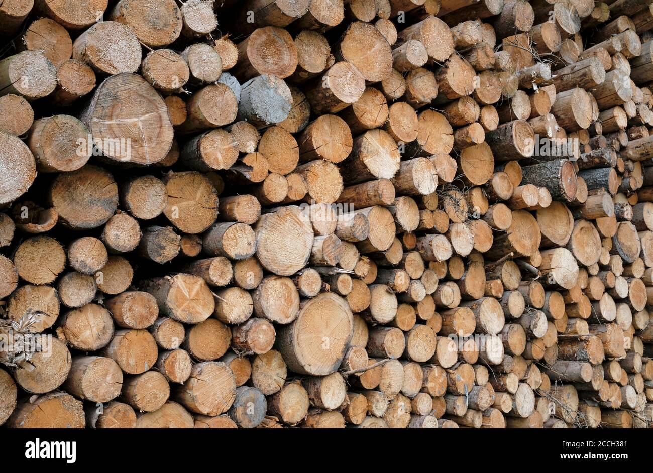 Stacked tree logs in a forest Stock Photo - Alamy